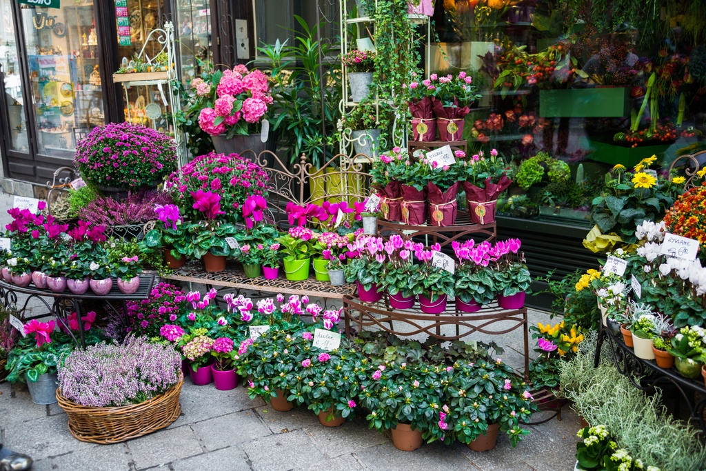Conoce la flora de tu ciudad